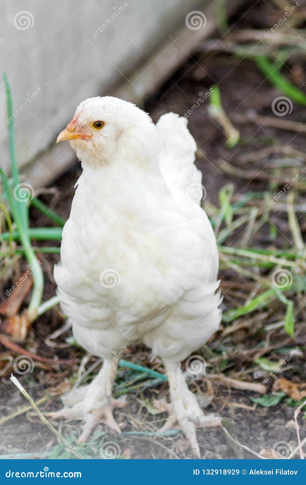 Pollo blanco verticalmente imagen de archivo. Imagen de gallina - 132918929