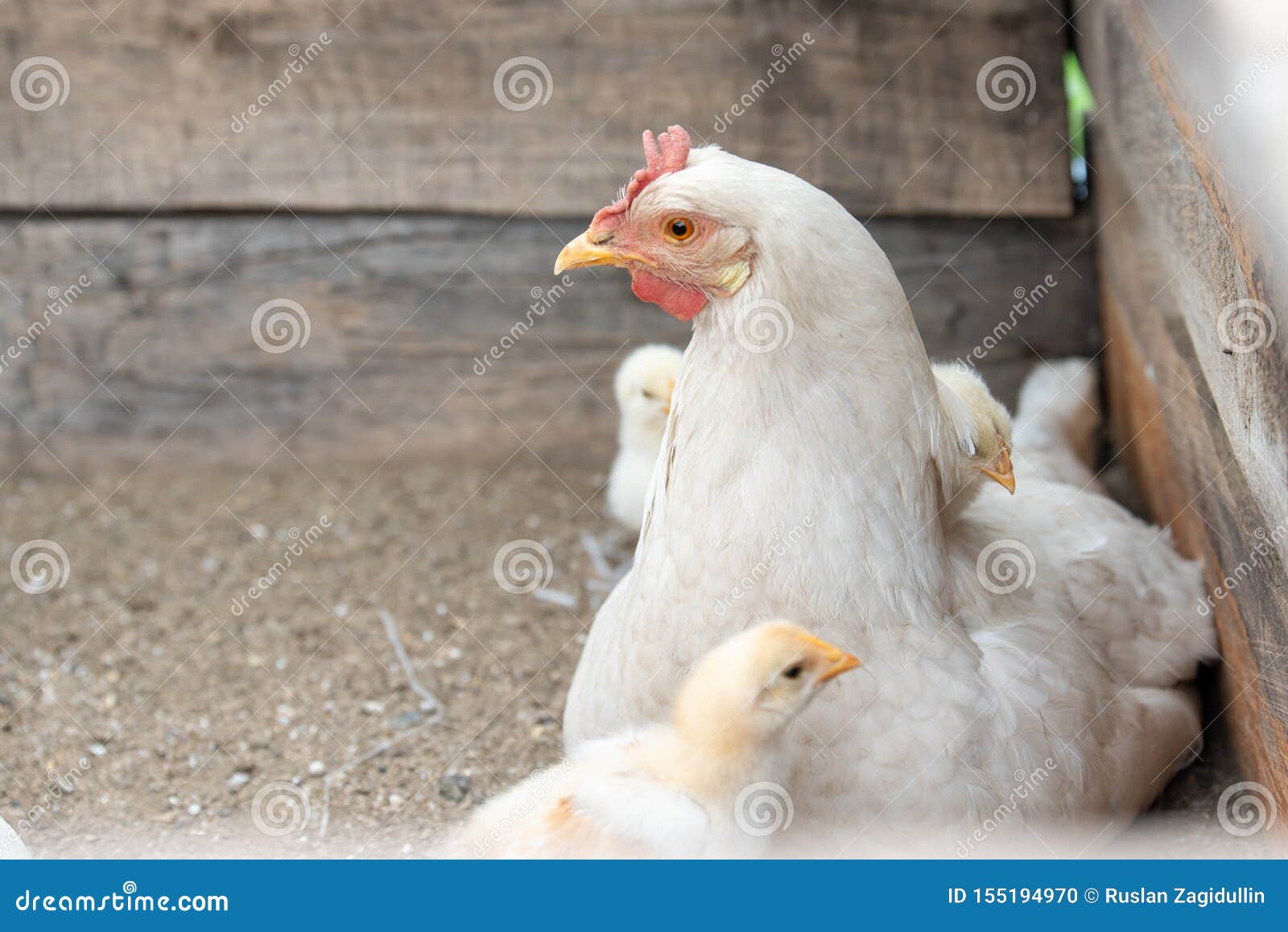 Pollo Blanco Y Poco Pollo En Ella Foto de archivo - Imagen de animal ...
