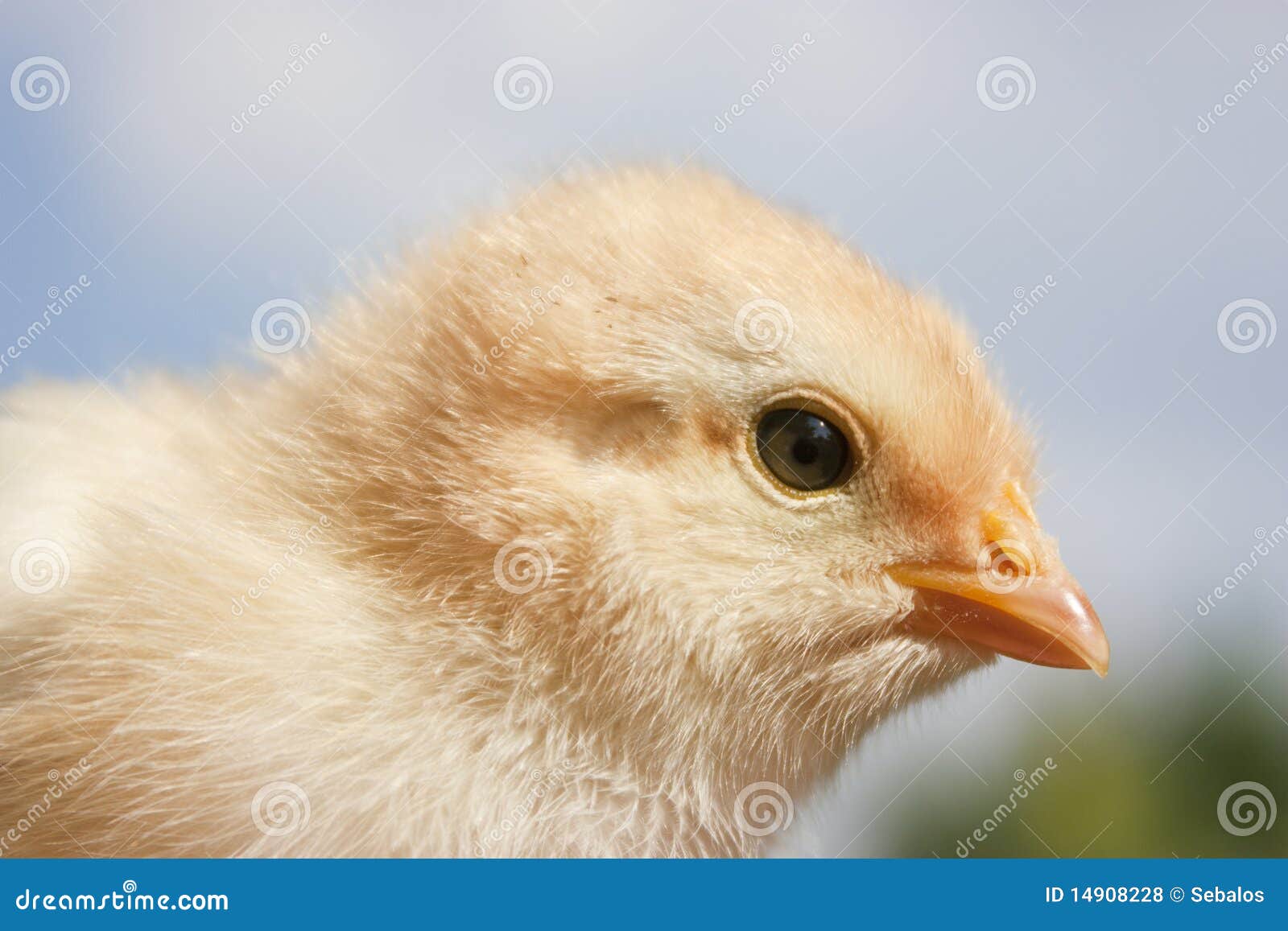 Pollo bonito del bebé foto de archivo. Imagen de corte - 14908228