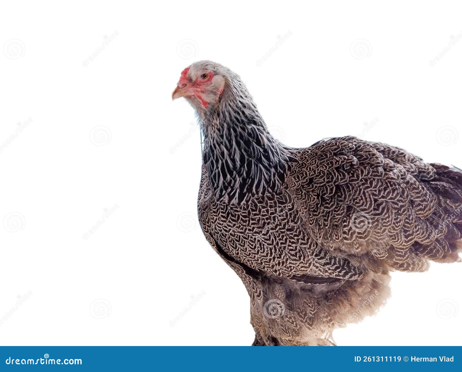 Pollo Brahma Aislado En El Fondo Blanco Imagen de archivo - Imagen de ...