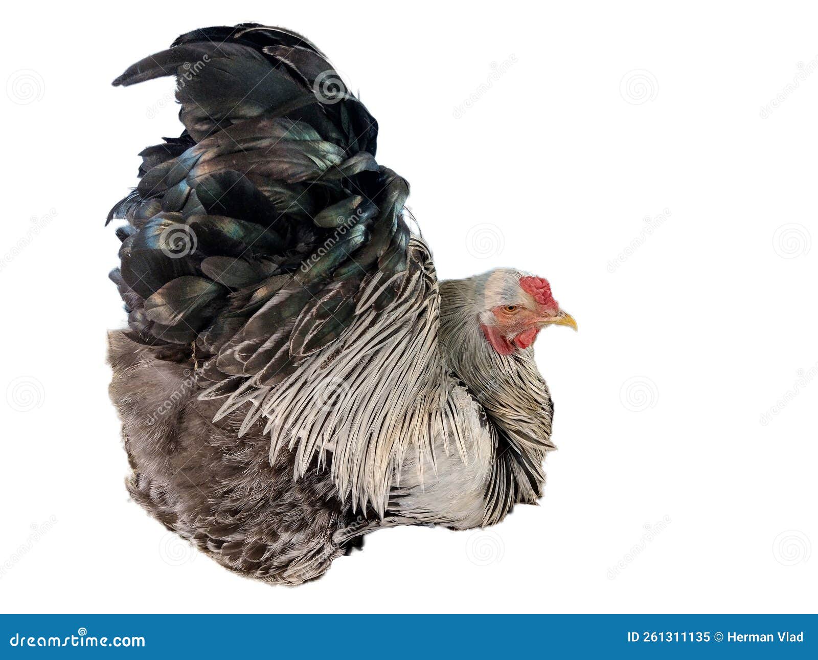 Pollo Brahma Aislado En El Fondo Blanco Imagen de archivo - Imagen de ...