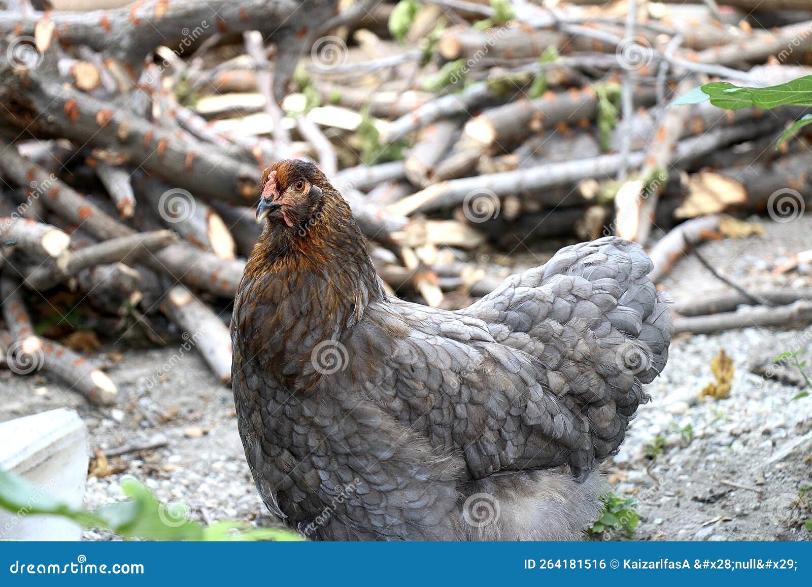 Pollo brahma foto de archivo. Imagen de pollo, brahma - 264181516
