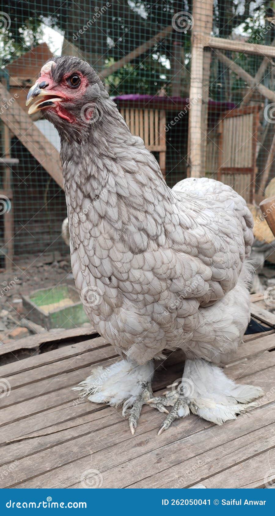 Pollo brahma imagen de archivo. Imagen de gallina, granja - 262050041