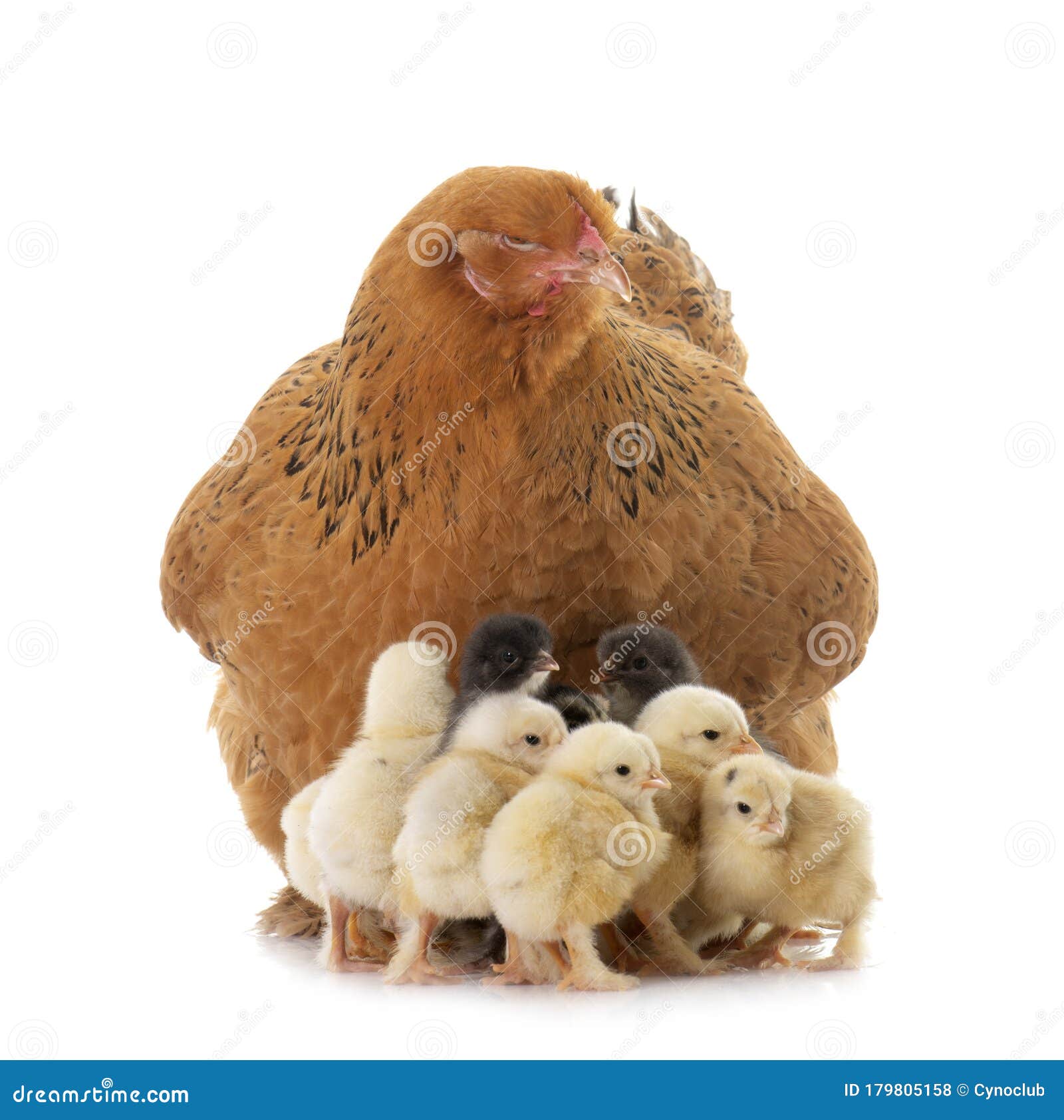 Pollo brahma y pollitos foto de archivo. Imagen de agricultura - 179805158