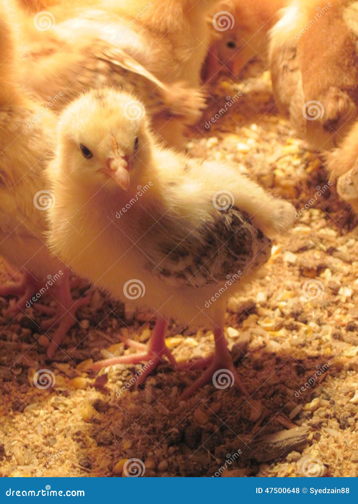 Pollo Chick Pose foto de archivo. Imagen de polluelo - 47500648