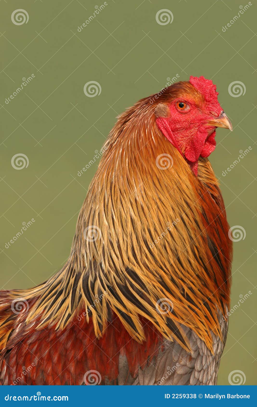 Pollo chino de Brahma foto de archivo. Imagen de brahma - 2259338