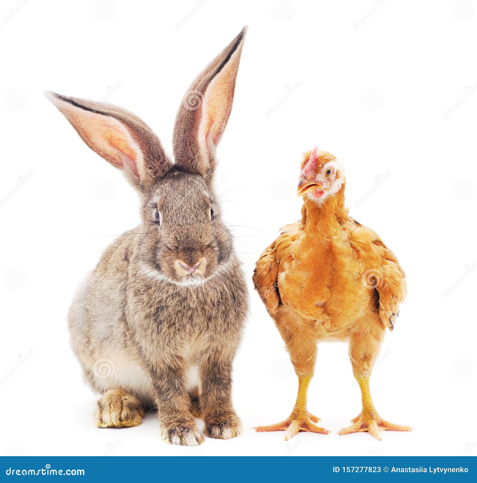 Pollo con conejo imagen de archivo. Imagen de favorito - 157277823