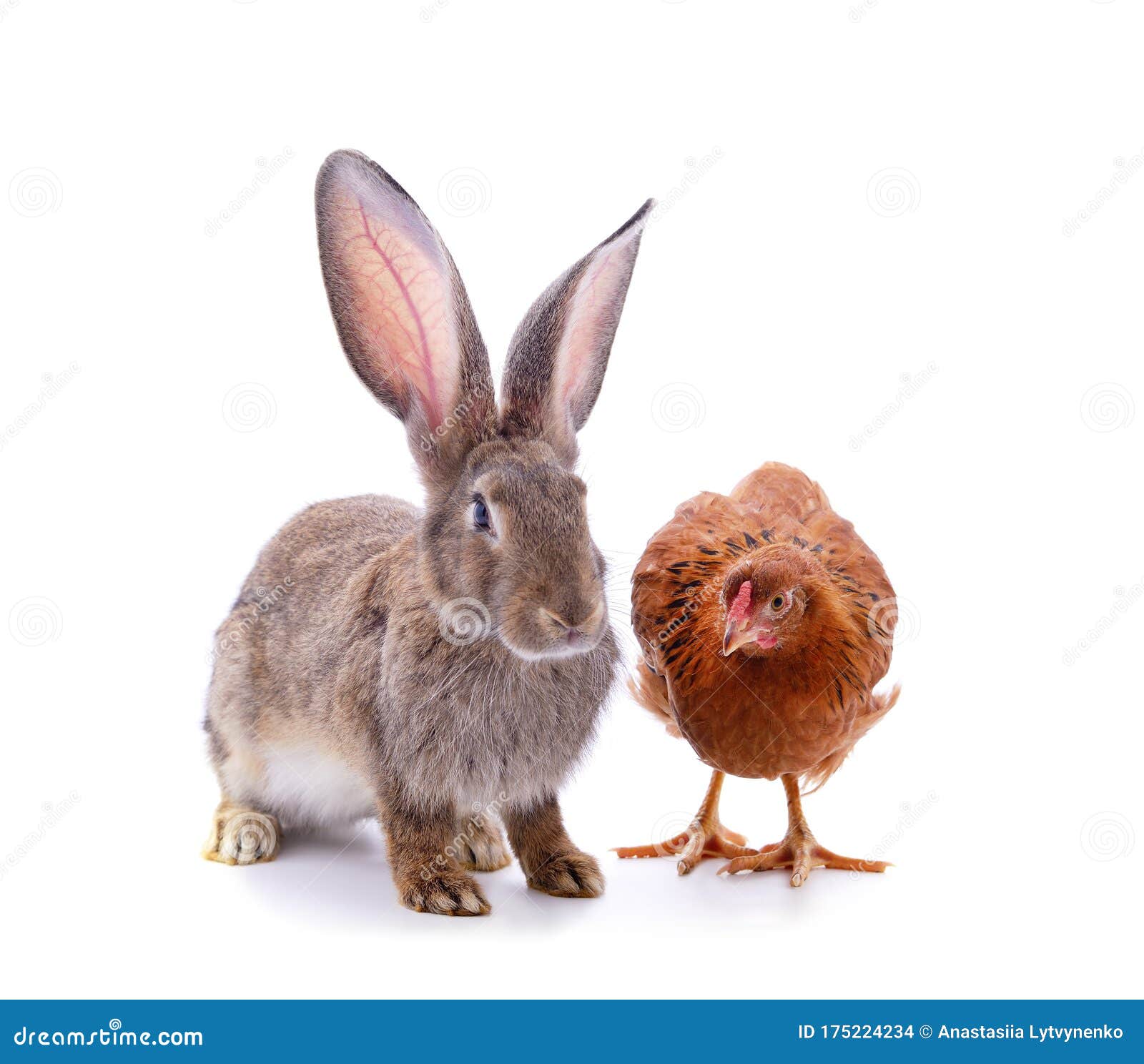 Pollo con conejo foto de archivo. Imagen de vacaciones - 175224234