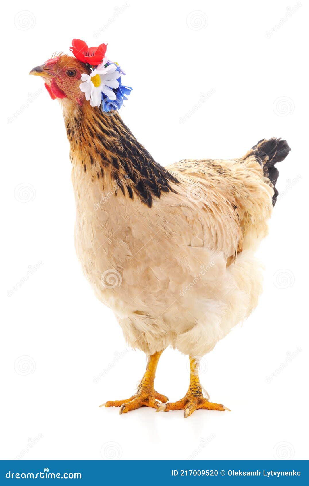 Pollo con corona foto de archivo. Imagen de aguja, anaranjado - 217009520