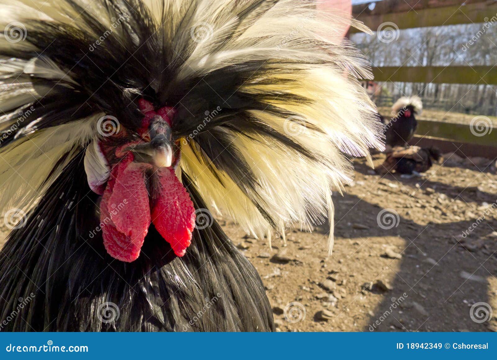 Pollo con cresta polaco imagen de archivo. Imagen de foto - 18942349