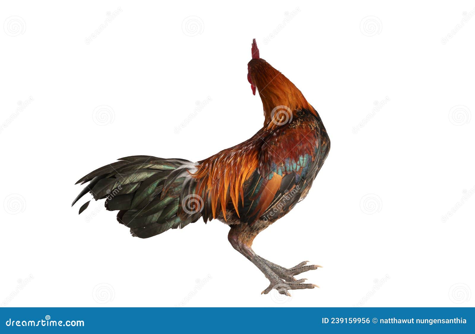 Pollo Con Cresta Roja Sobre Fondo Blanco Foto de archivo - Imagen de ...