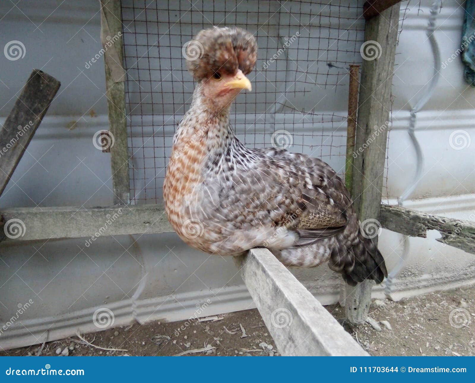 Details 48 imagen peinado de pollo - Abzlocal.mx