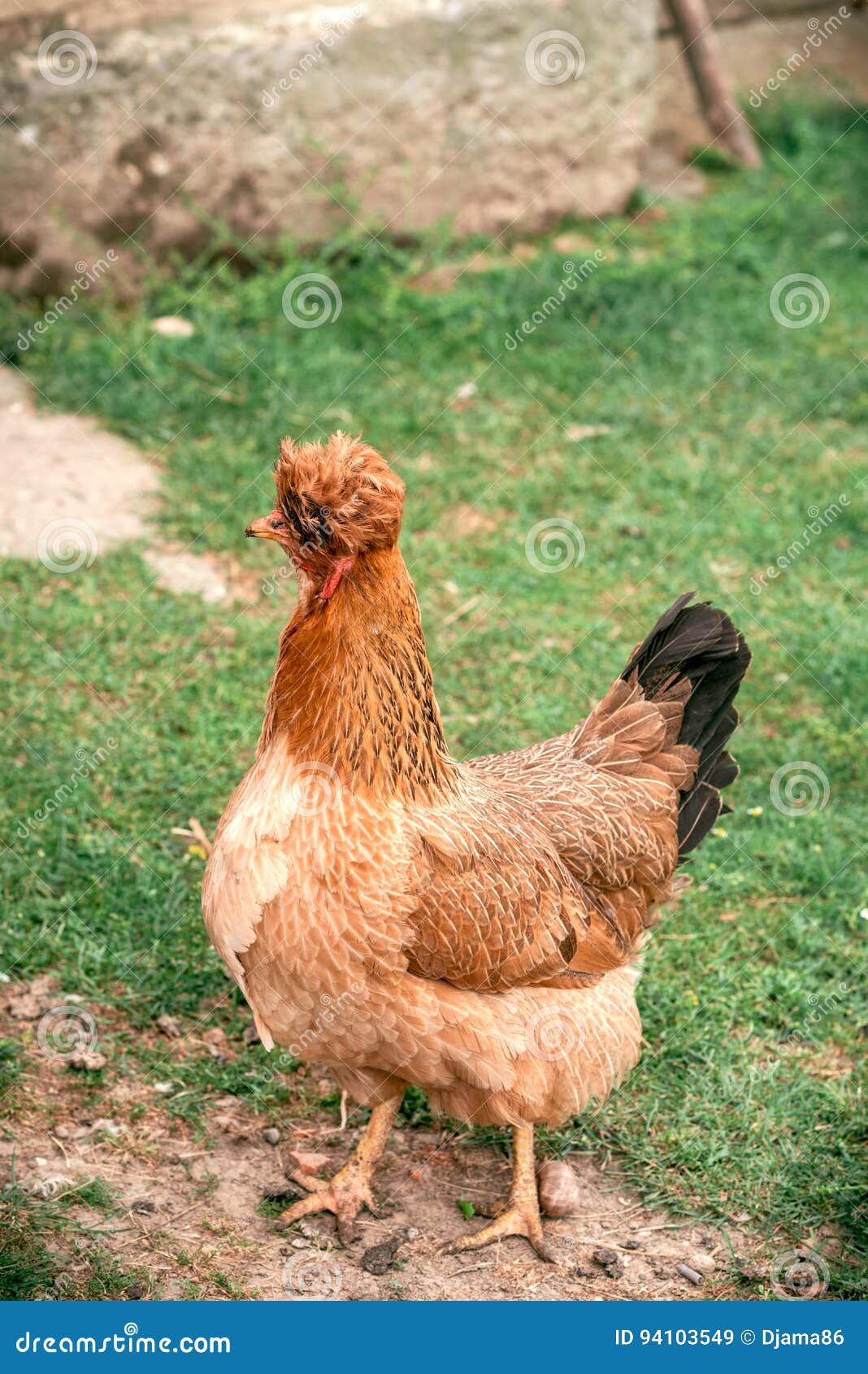 Pollo Con El Pelo Divertido Imagen de archivo - Imagen de exterior ...