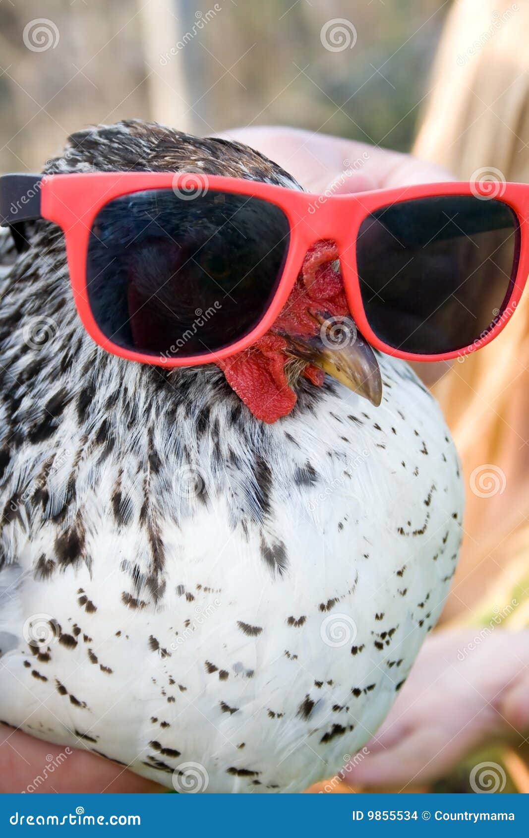 Pollo Con Gli Occhiali Da Sole Sopra. Fotografia Stock - Immagine di ...