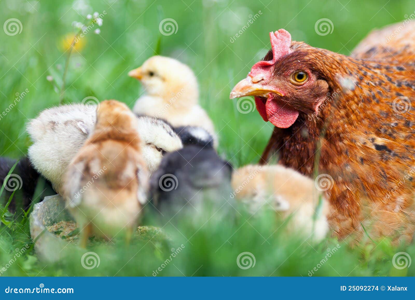 Pollo con los bebés foto de archivo. Imagen de crezca - 25092274