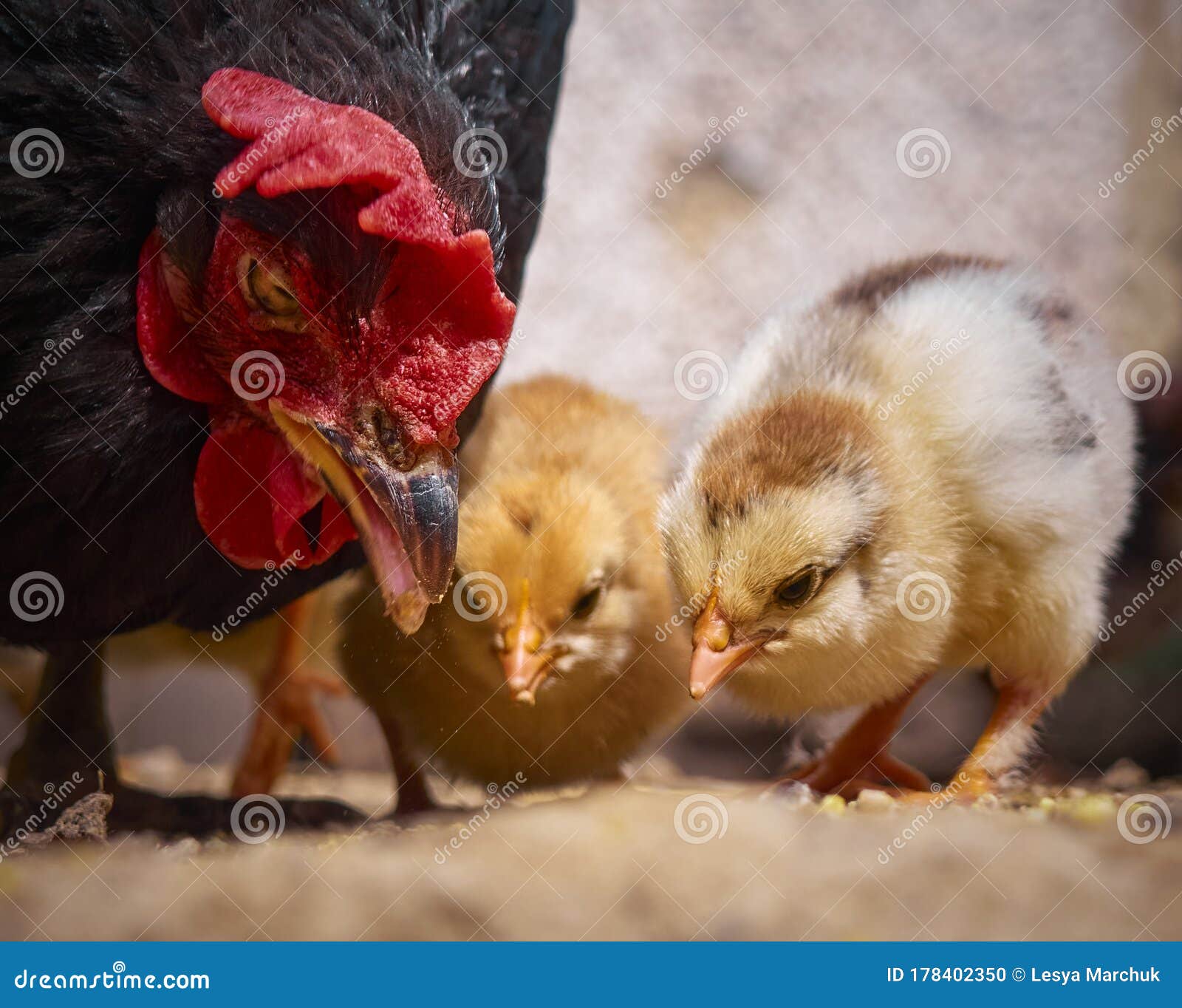 Pollo con pollitos . foto de archivo. Imagen de crecimiento - 178402350