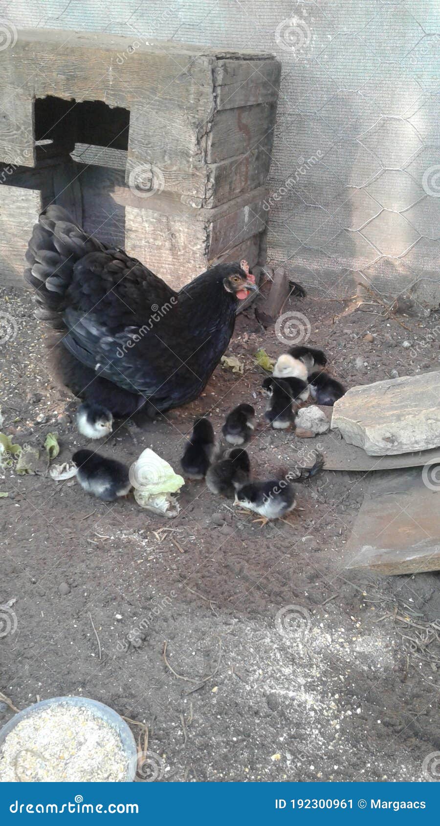 Pollo con su joven imagen de archivo. Imagen de joven - 192300961