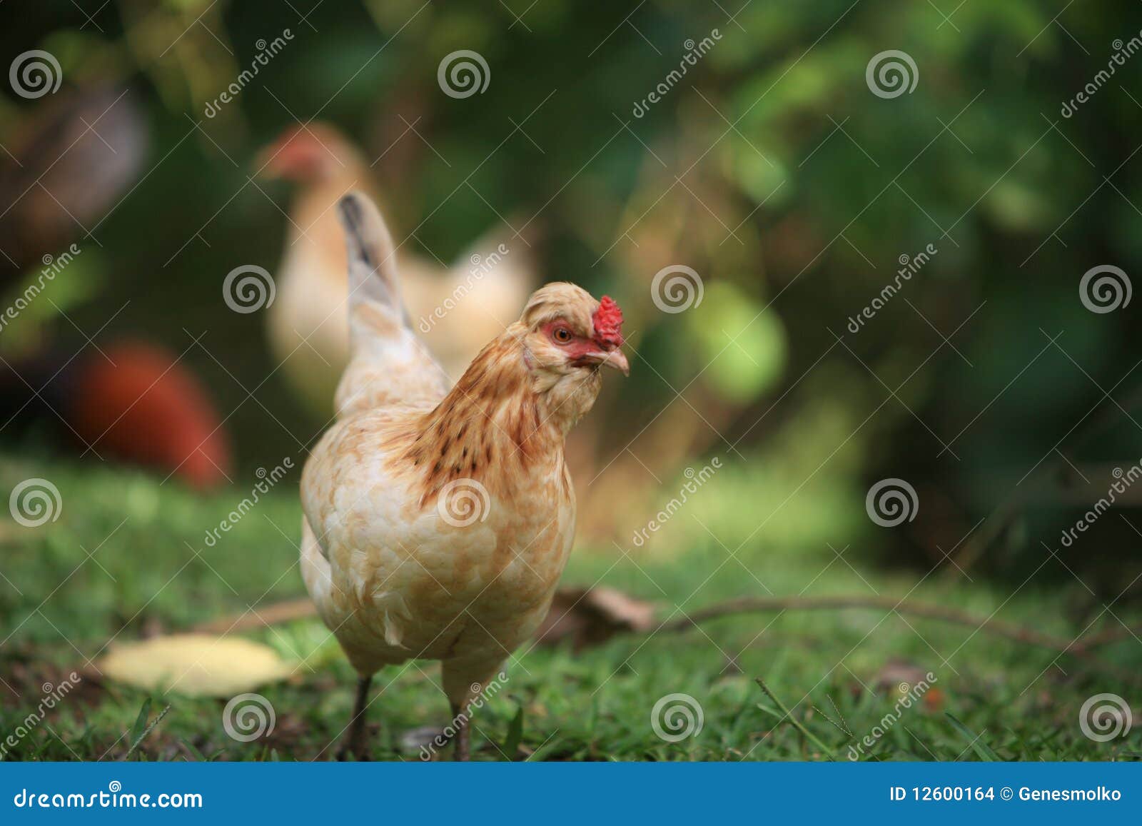 Pollo curioso foto de archivo. Imagen de animal, curiosidad - 12600164