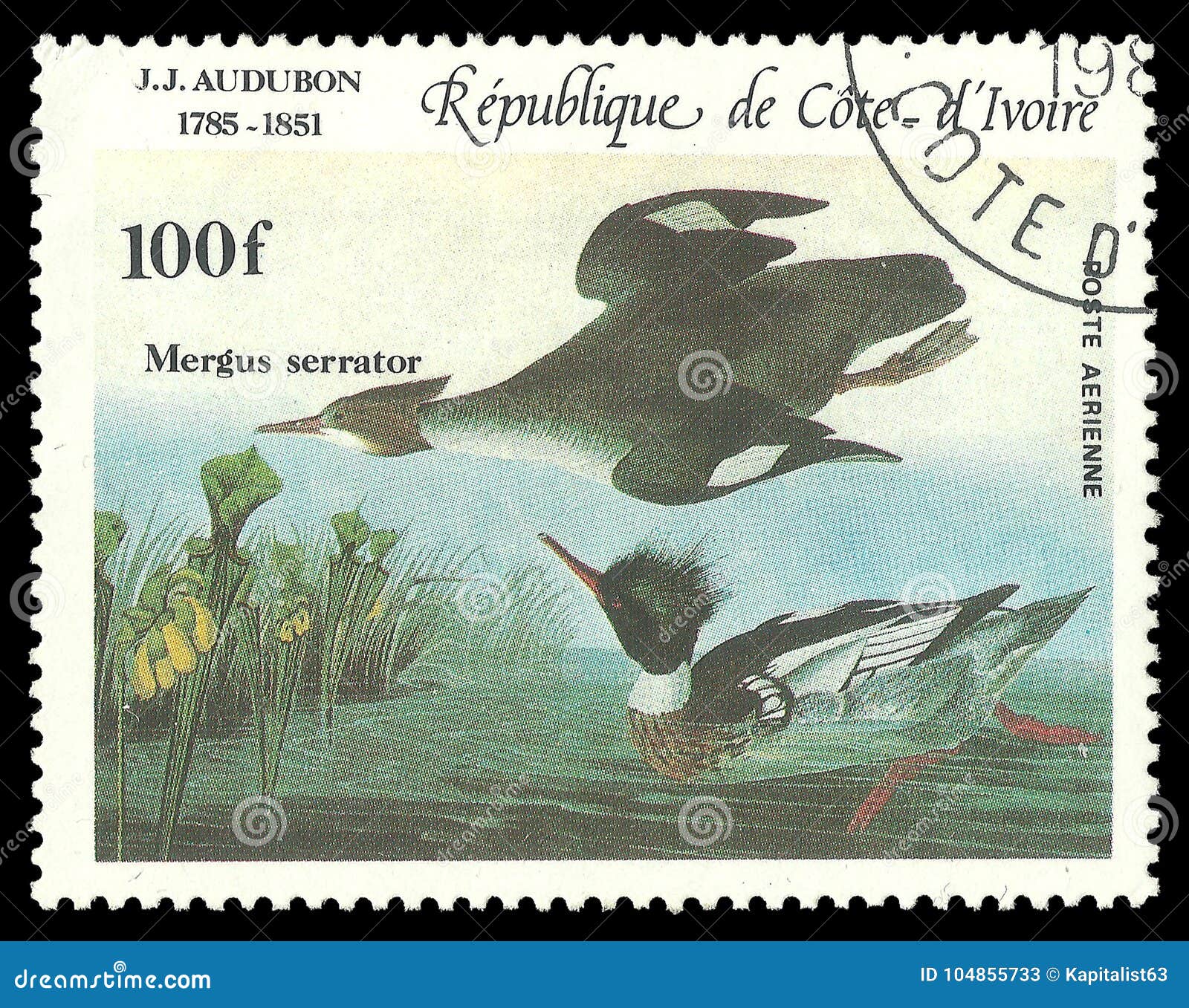 Pollo De Agua Breasted Rojo Foto de archivo editorial - Imagen de ...