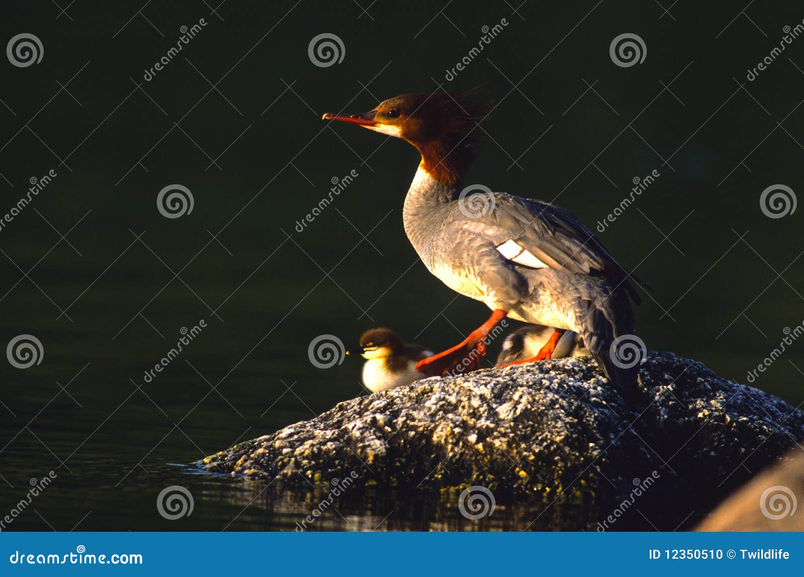 Pollo De Agua Y Polluelo Comunes Foto de archivo - Imagen de waterfowl ...
