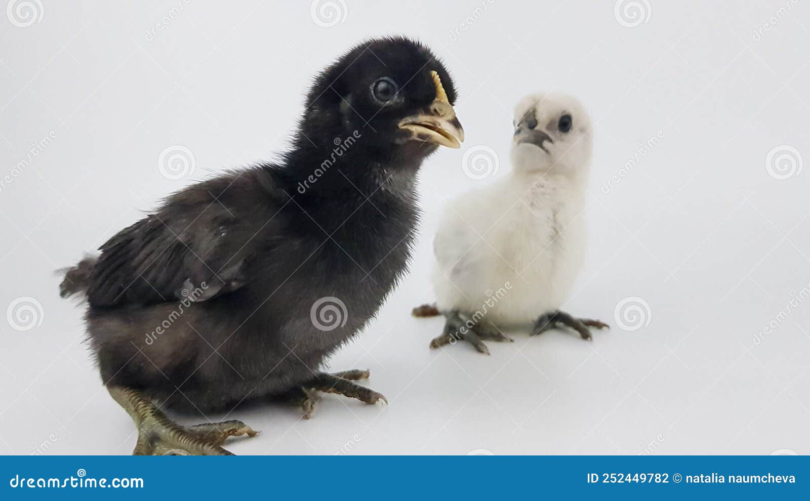Pollo De Pollo Blanco Y Negro Con Fondo Blanco Foto de archivo - Imagen ...
