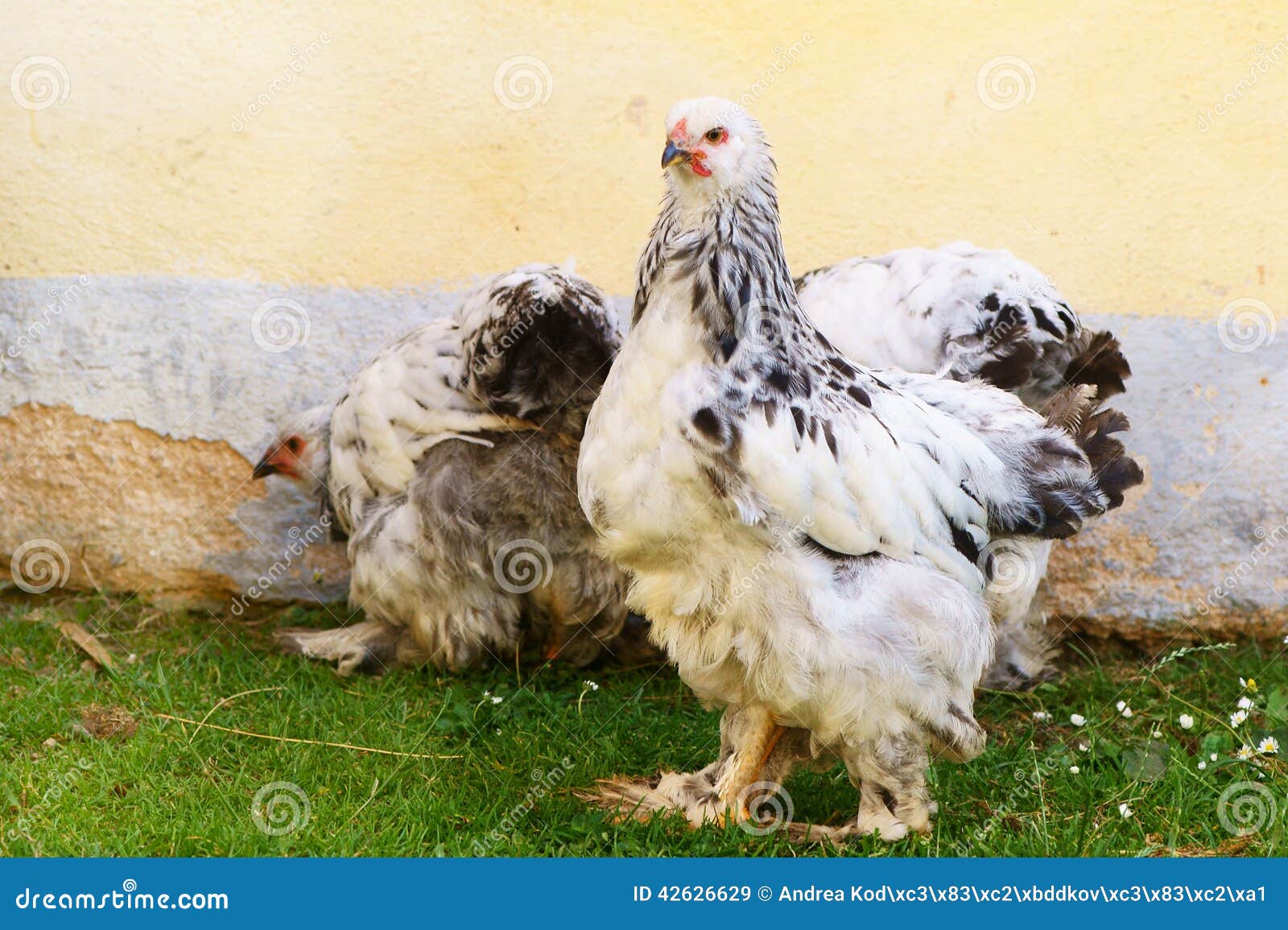 Pollo de Brahma imagen de archivo. Imagen de pollo, verde - 42626629