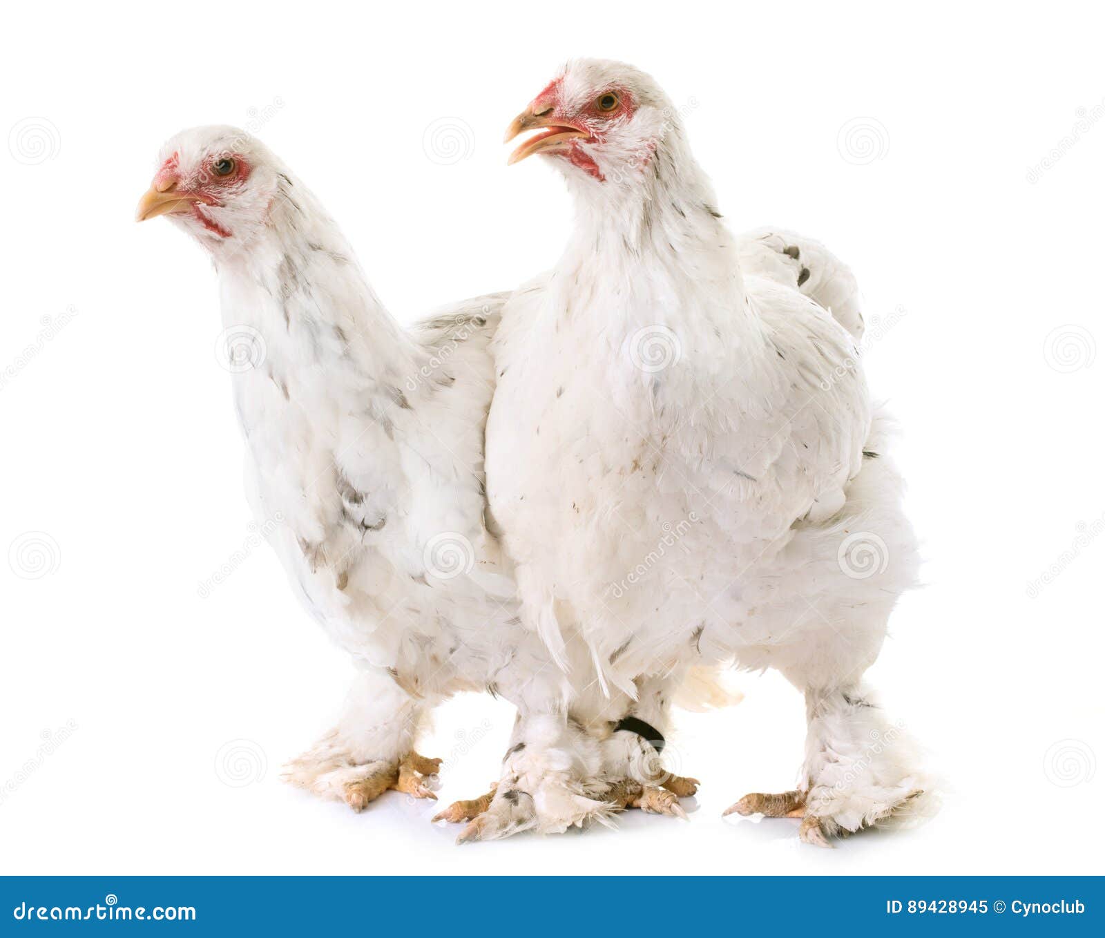 Pollo de Brahma en estudio imagen de archivo. Imagen de aislado - 89428945