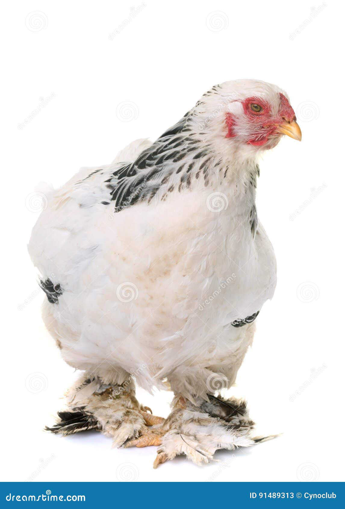 Pollo de Brahma en estudio imagen de archivo. Imagen de blanco - 91489313