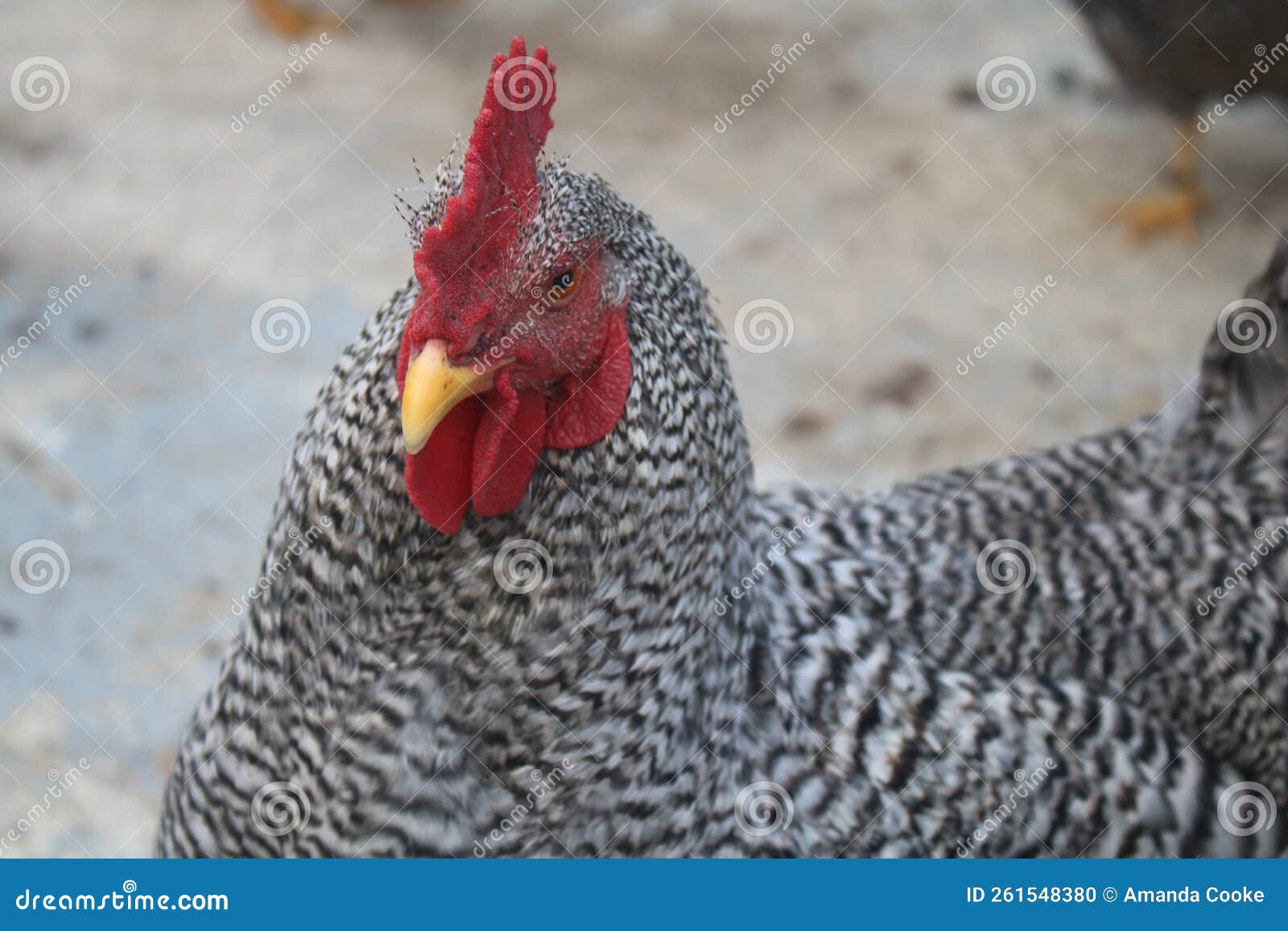 Pollo De Costra De Rango Libre Foto de archivo - Imagen de pollos ... Pollo De Costra De Rango Libre Foto de archivo - Imagen de pollos ...