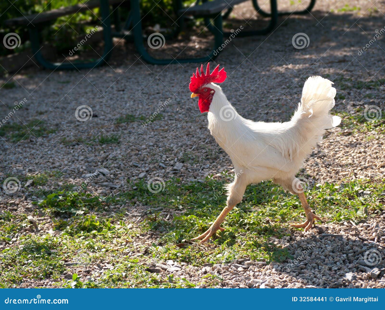 Pollo de dieta magro imagen de archivo. Imagen de granja - 32584441