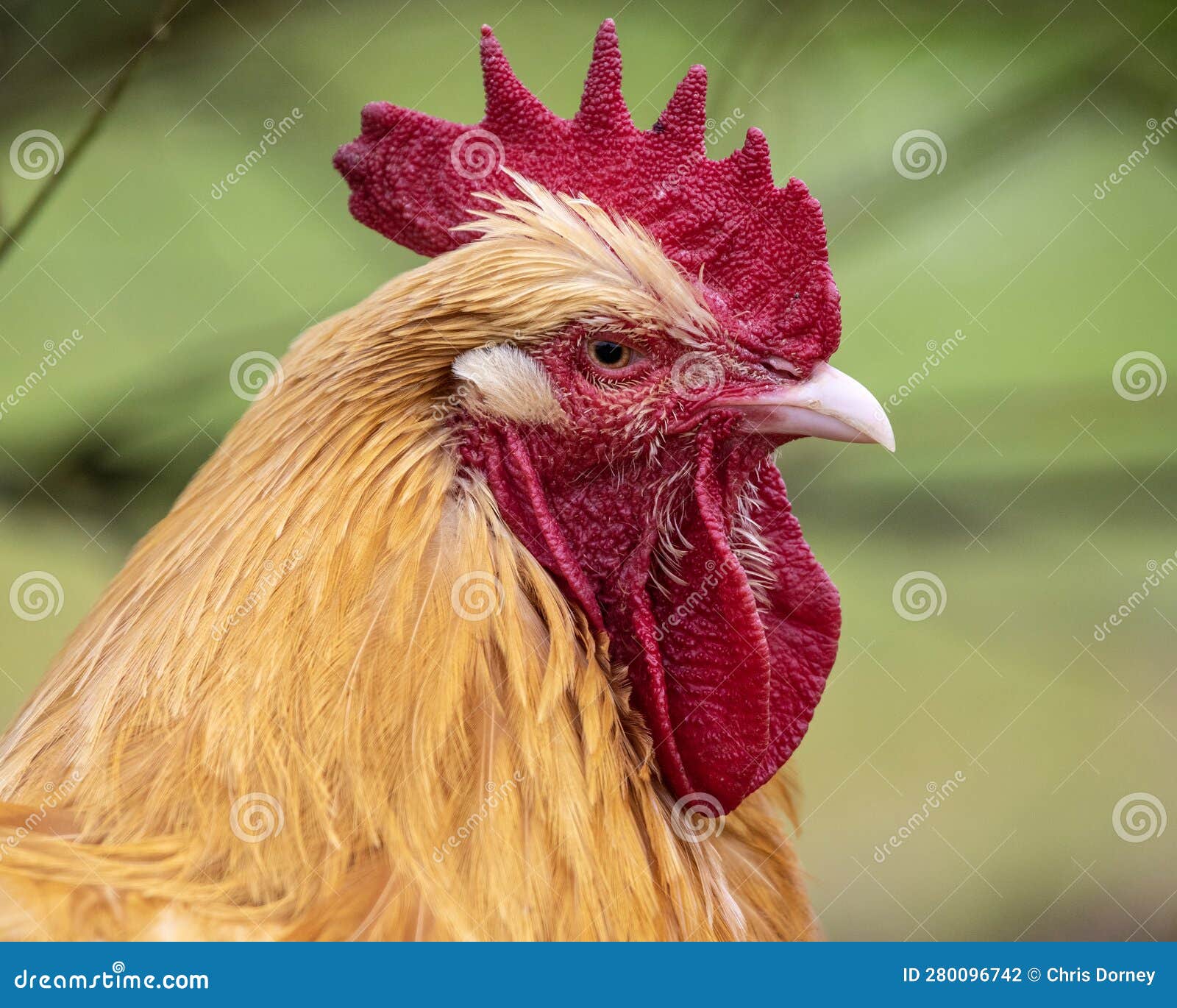 Pollo de gallo foto de archivo. Imagen de plumas, agricultura - 280096742