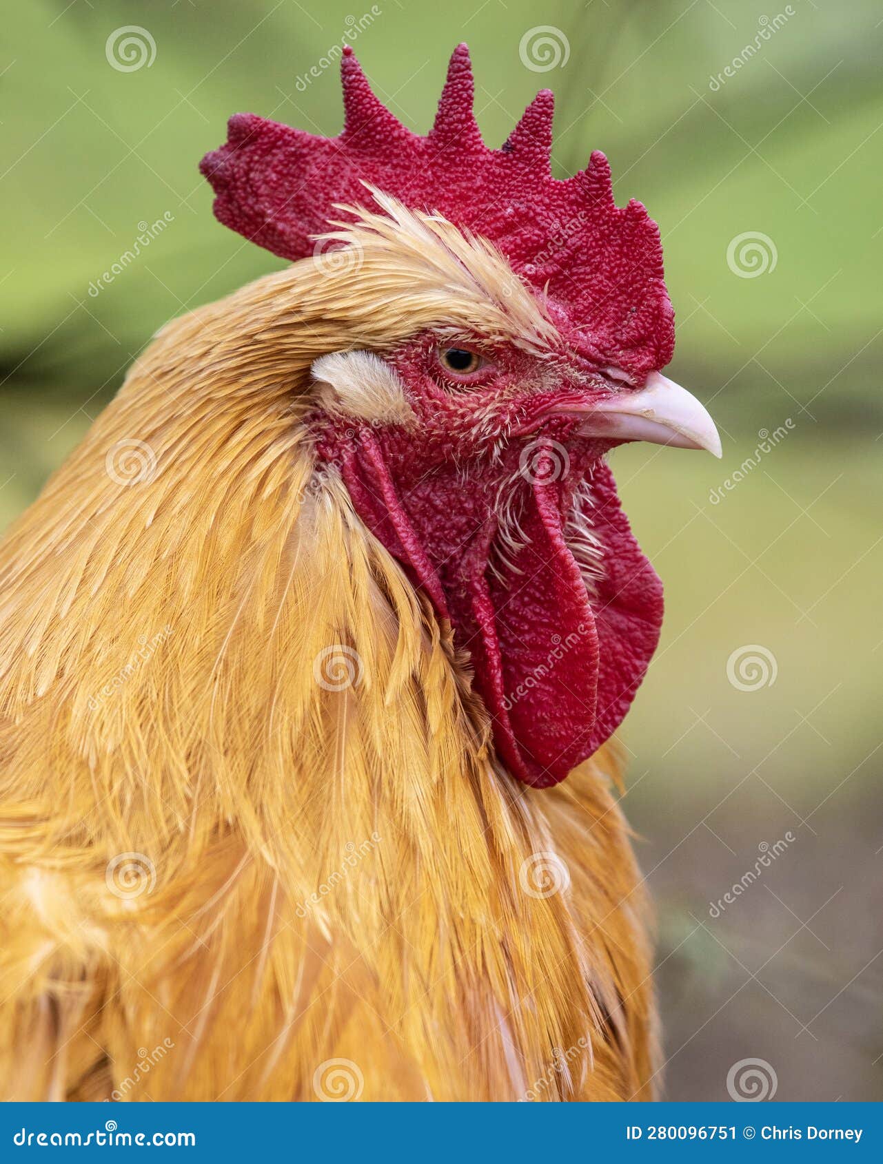 Pollo de gallo imagen de archivo. Imagen de pista, hermoso - 280096751