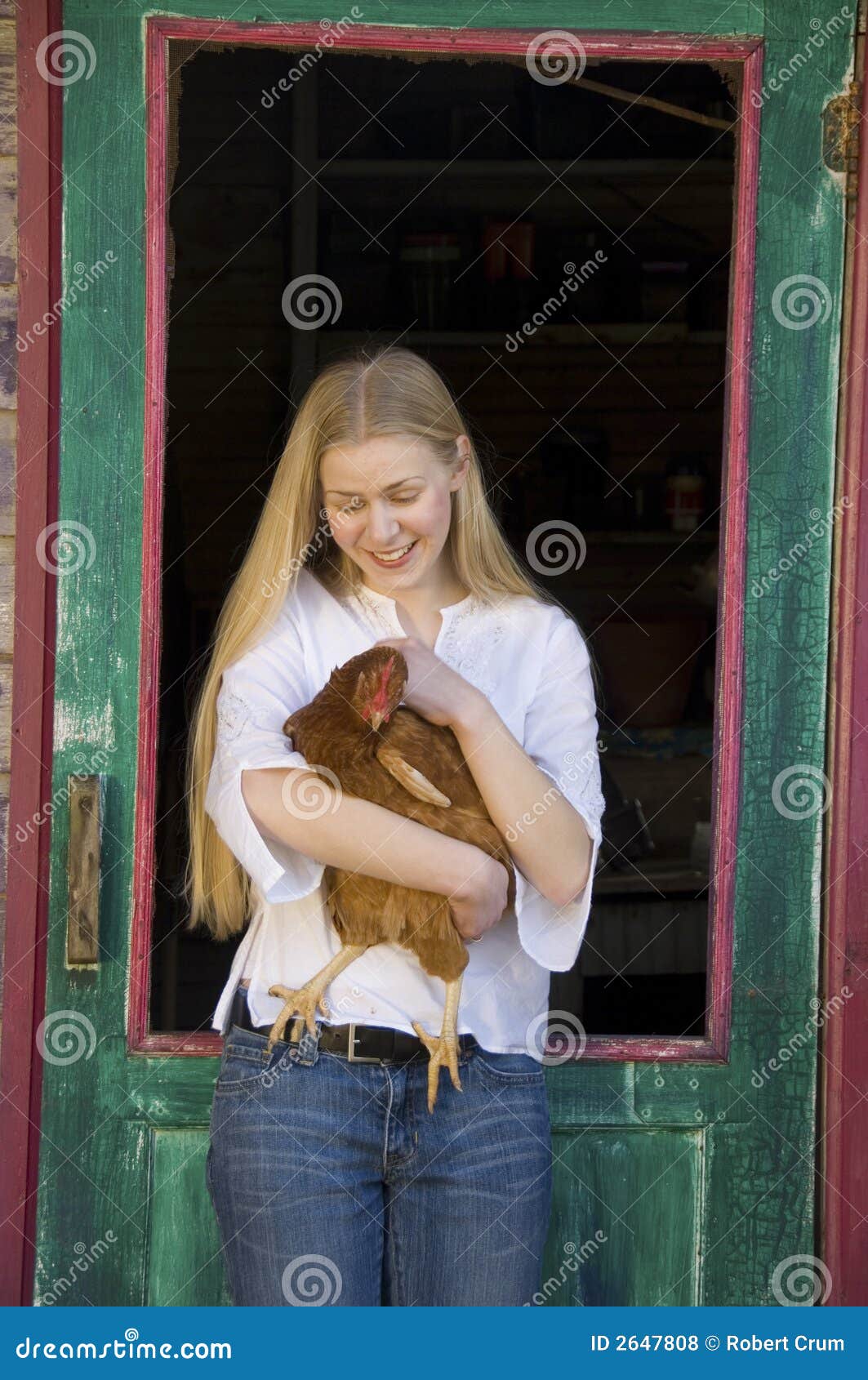 Pollo De La Explotación Agrícola Del Adolescente Foto de archivo ...