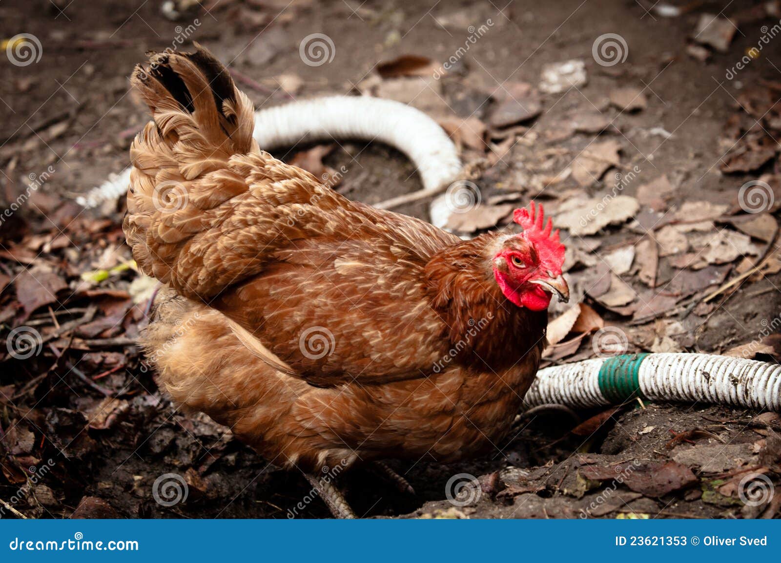 Pollo De La Granja En El Fango Imagen de archivo - Imagen de hojas ...