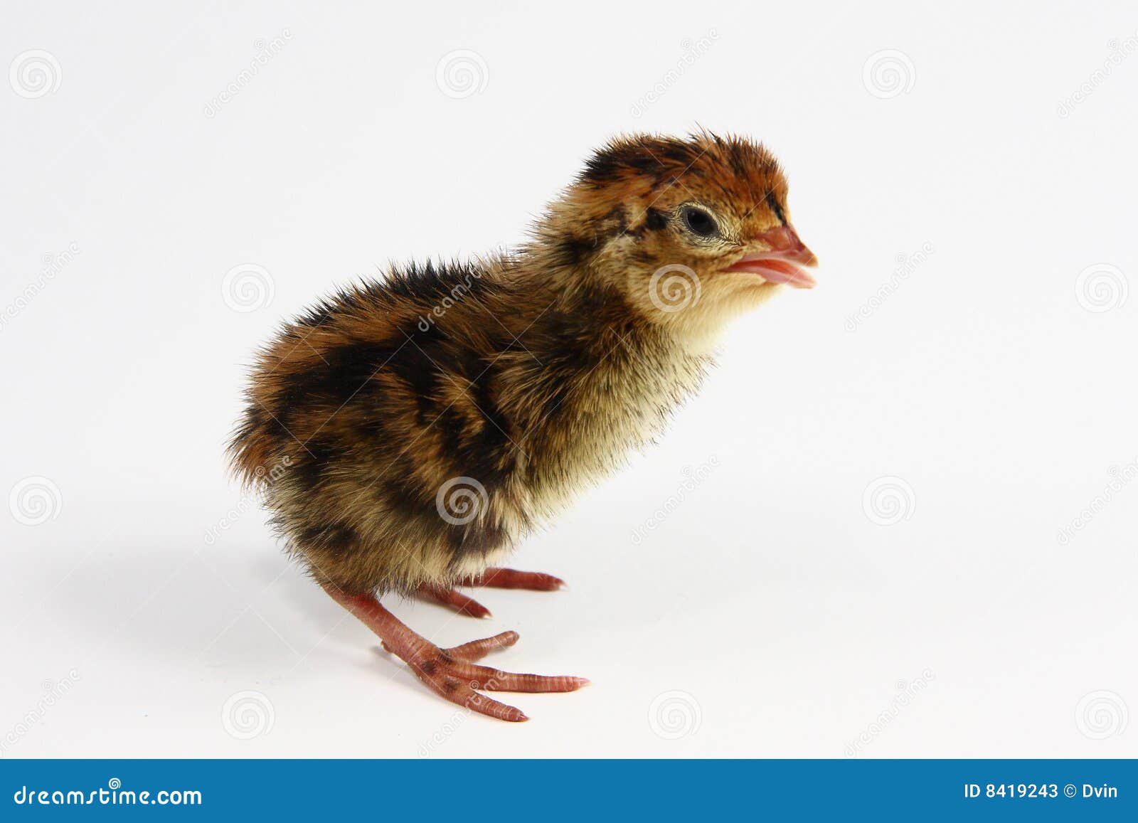 Pollo de las codornices imagen de archivo. Imagen de joven - 8419243