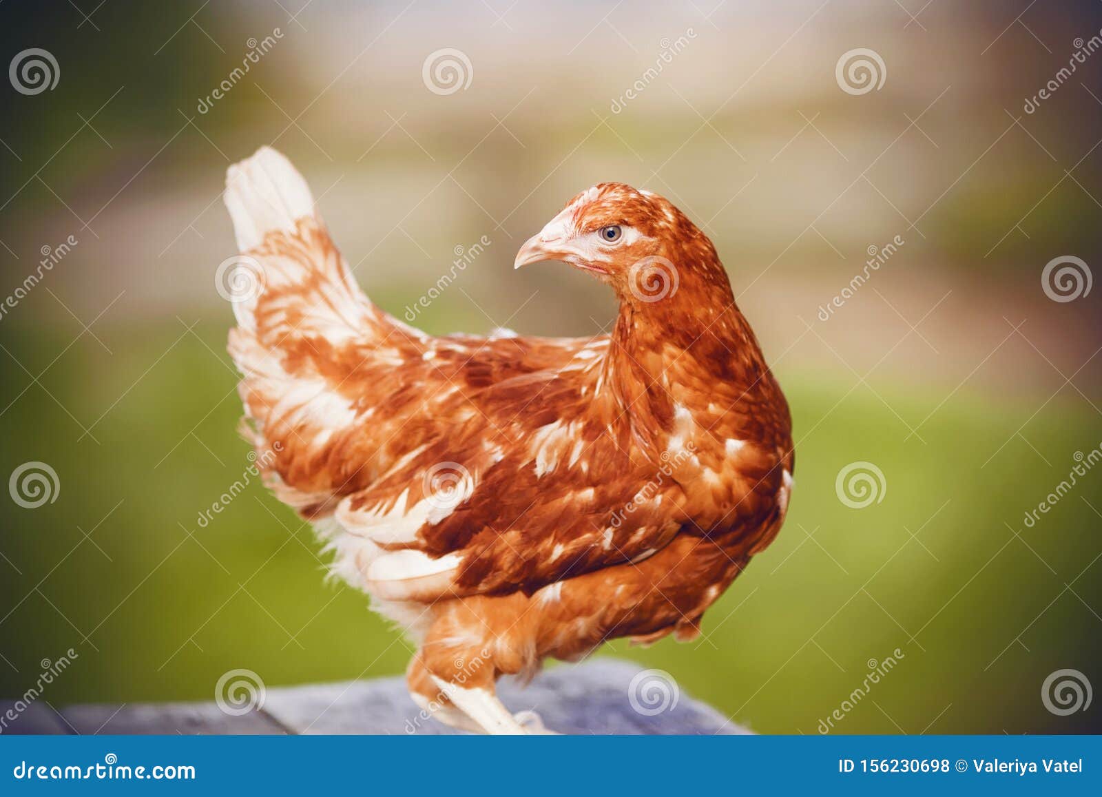 Pollo De Plumaje Rojo Y Luce Orgullosamente Foto de archivo - Imagen de ...