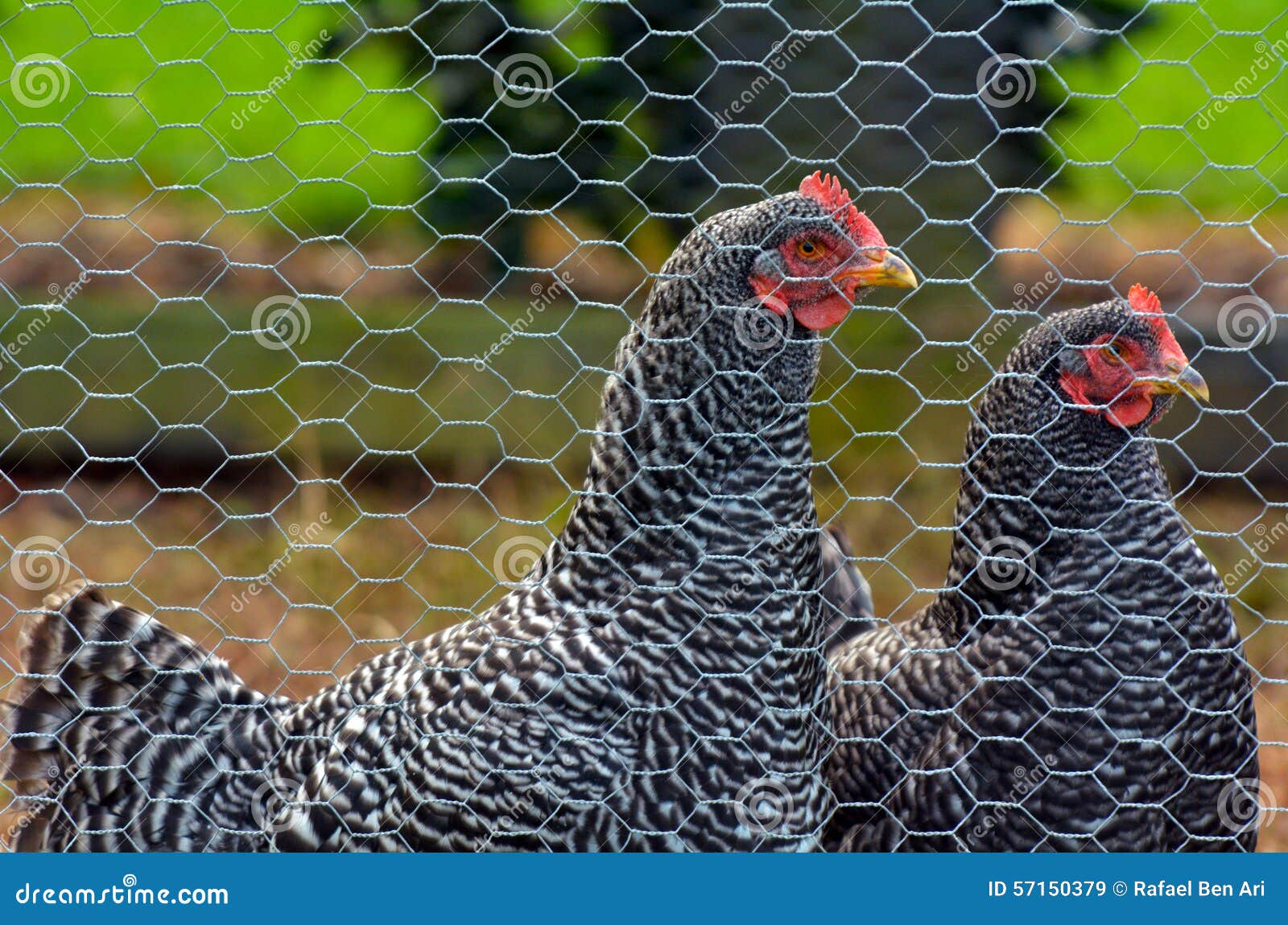 Pollo de Plymouth Rock imagen de archivo. Imagen de casta - 57150379