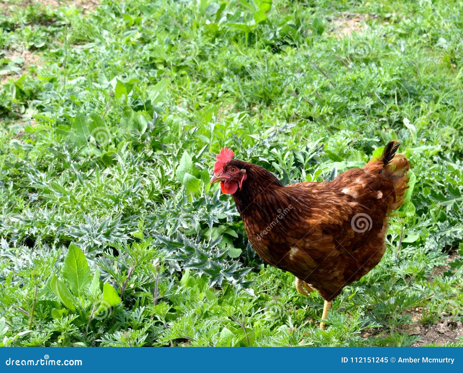 Pollo de Rhode Island Red imagen de archivo. Imagen de aire - 112151245