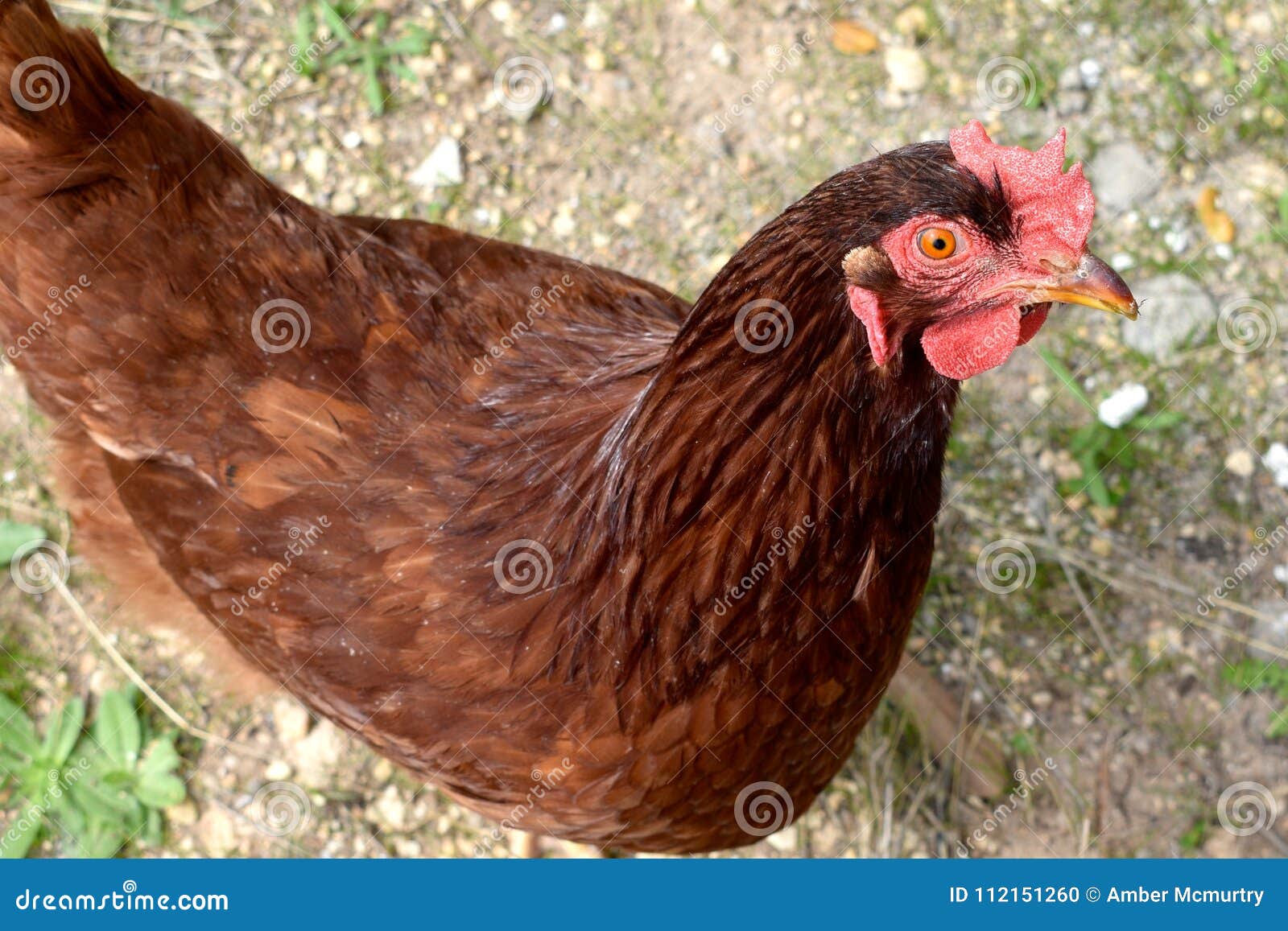 Pollo de Rhode Island Red foto de archivo. Imagen de rojo - 112151260