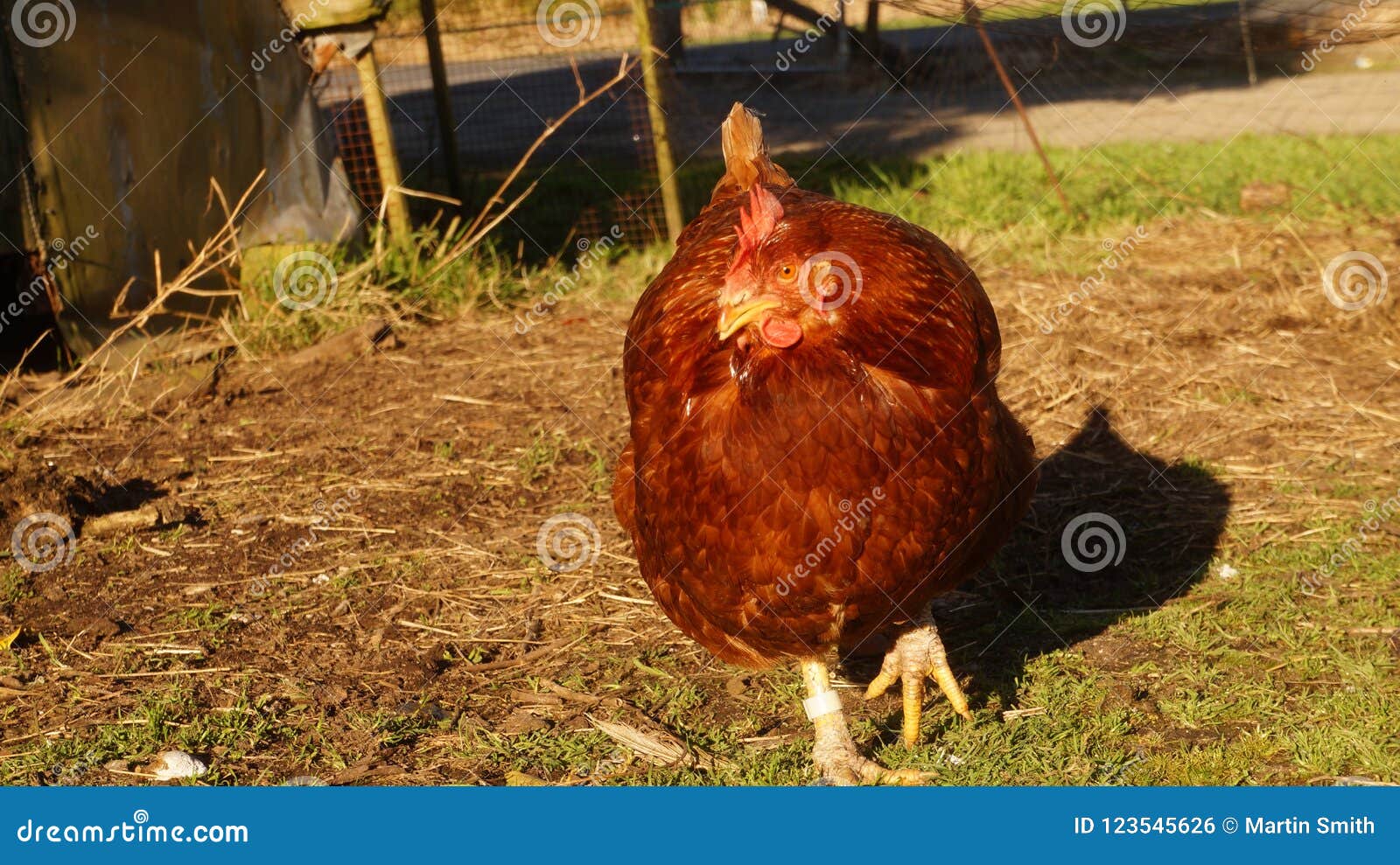 Pollo de Rhode Island Red foto de archivo. Imagen de isla - 123545626