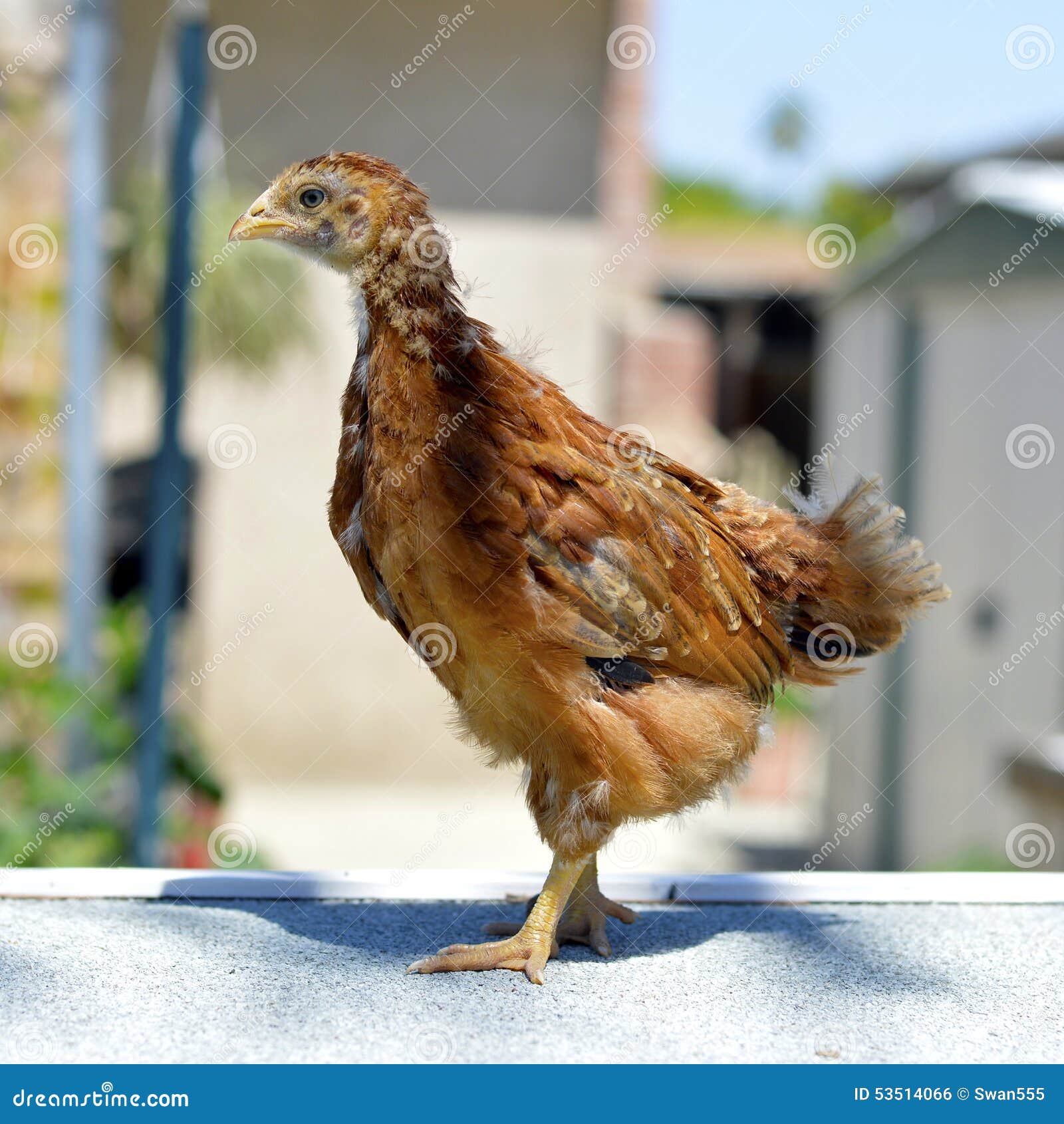 Pollo de Rhode Island Red foto de archivo. Imagen de granja - 53514066