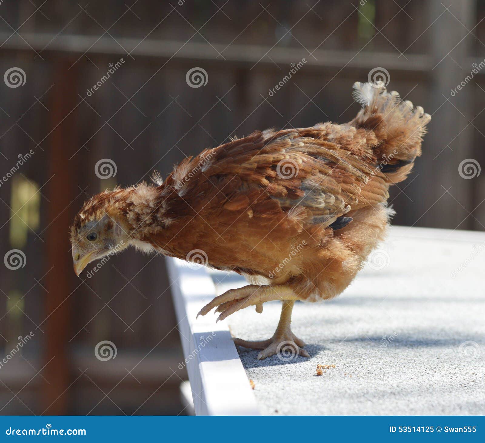Pollo de Rhode Island Red imagen de archivo. Imagen de americano - 53514125