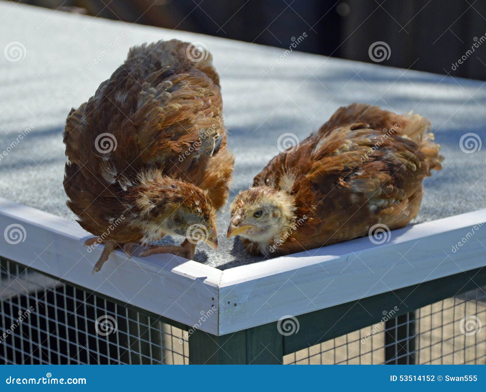 Pollo de Rhode Island Red foto de archivo. Imagen de huevos - 53514152