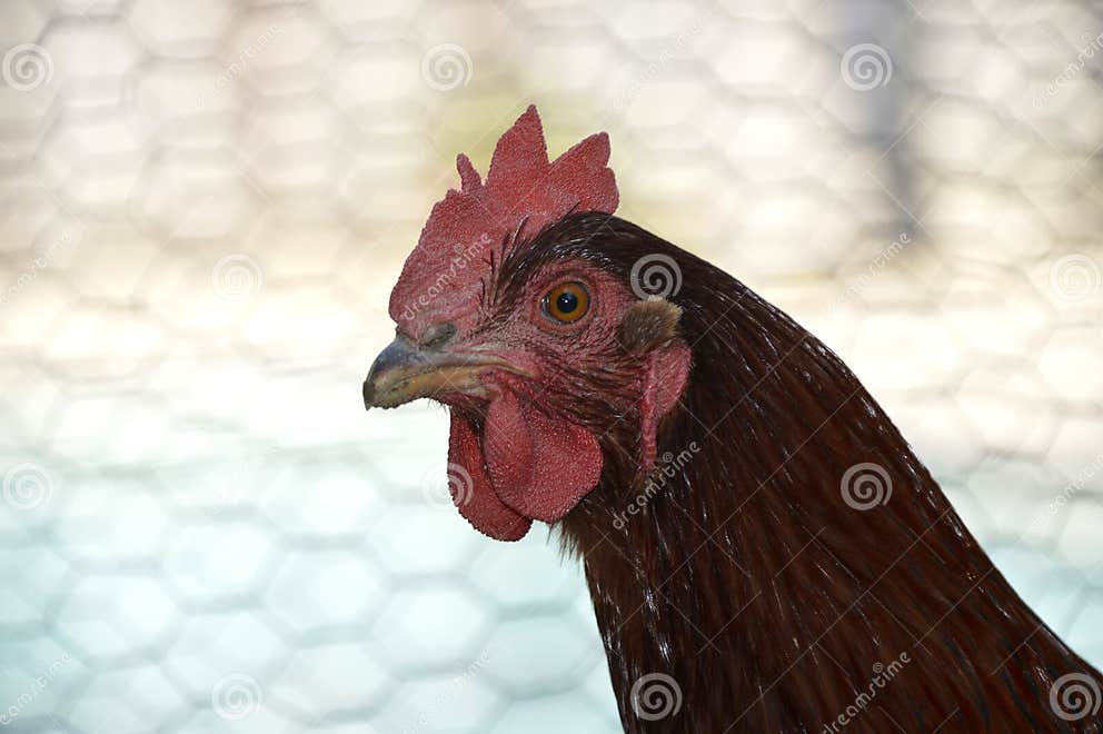 Pollo de Rhode Island Red imagen de archivo. Imagen de alas - 58073173
