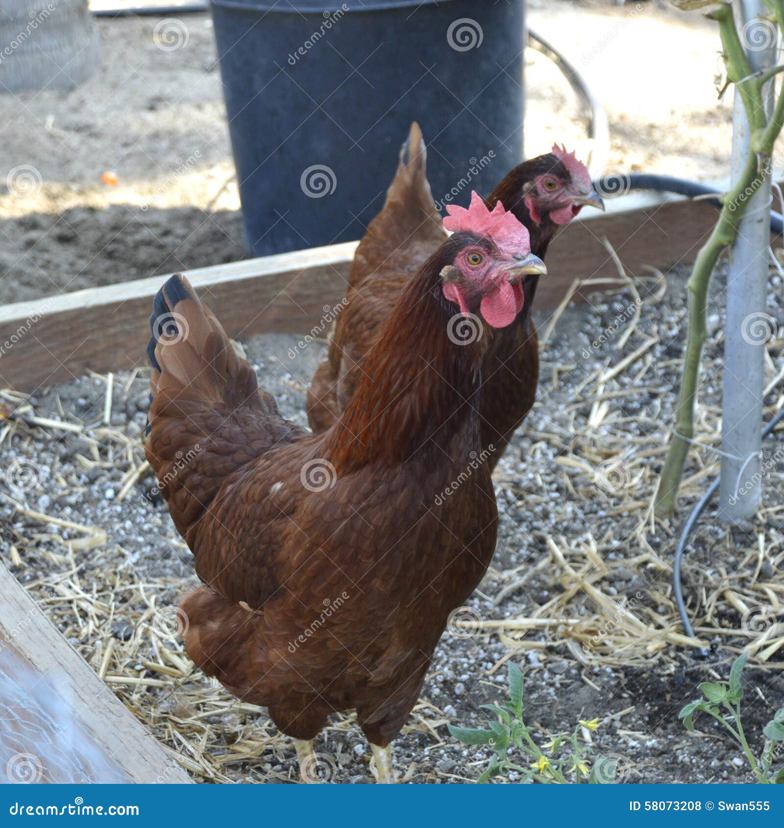 Pollo de Rhode Island Red foto de archivo. Imagen de rango - 58073208