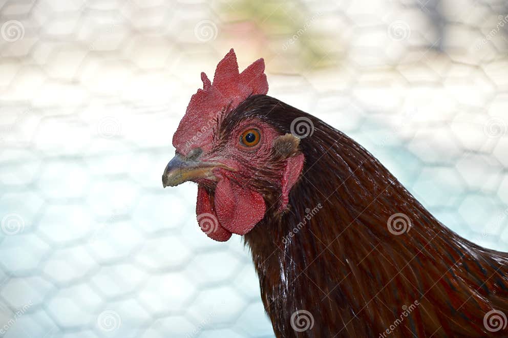 Pollo de Rhode Island Red foto de archivo. Imagen de sano - 58073218