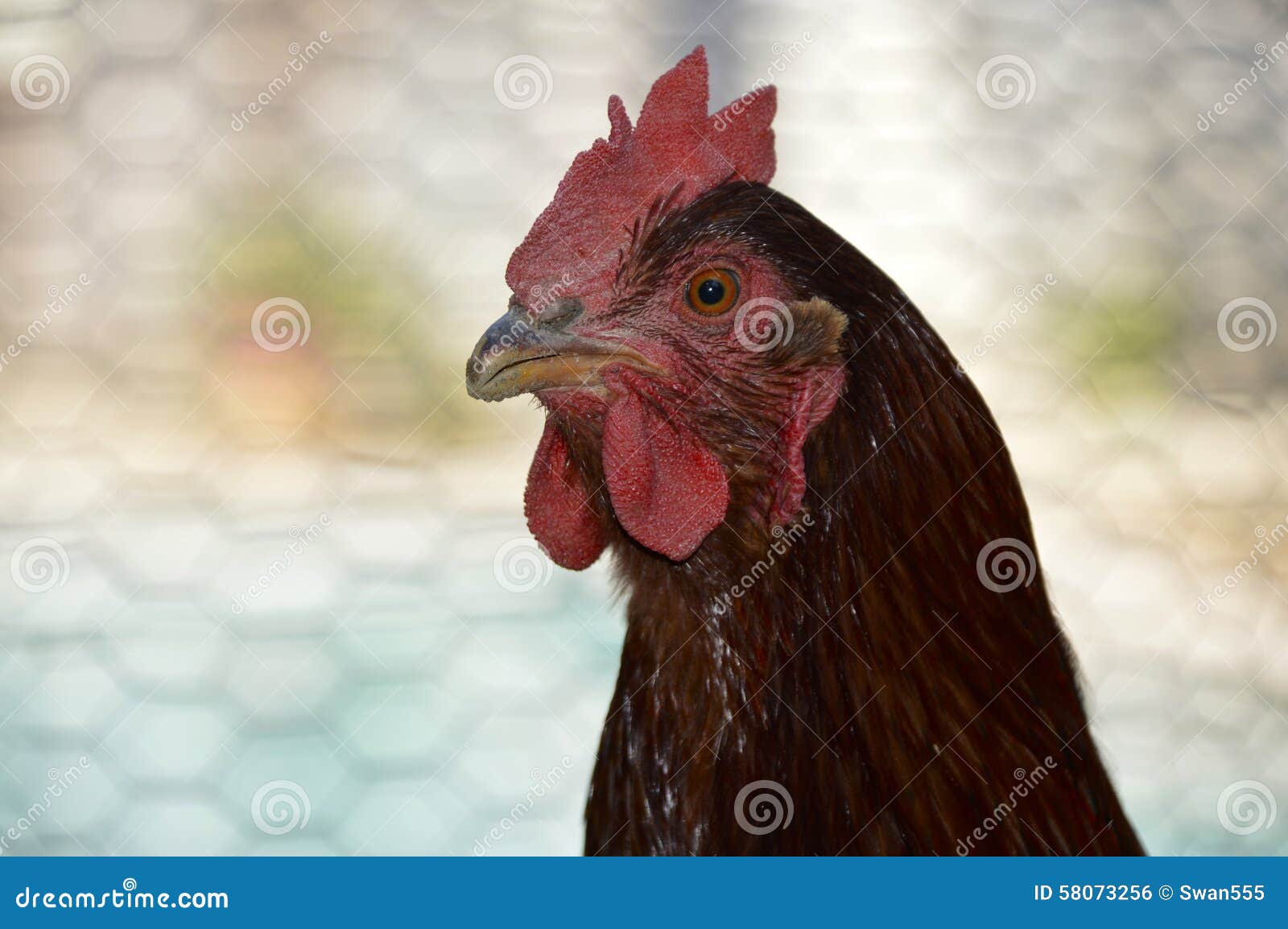 Pollo de Rhode Island Red foto de archivo. Imagen de granja - 58073256