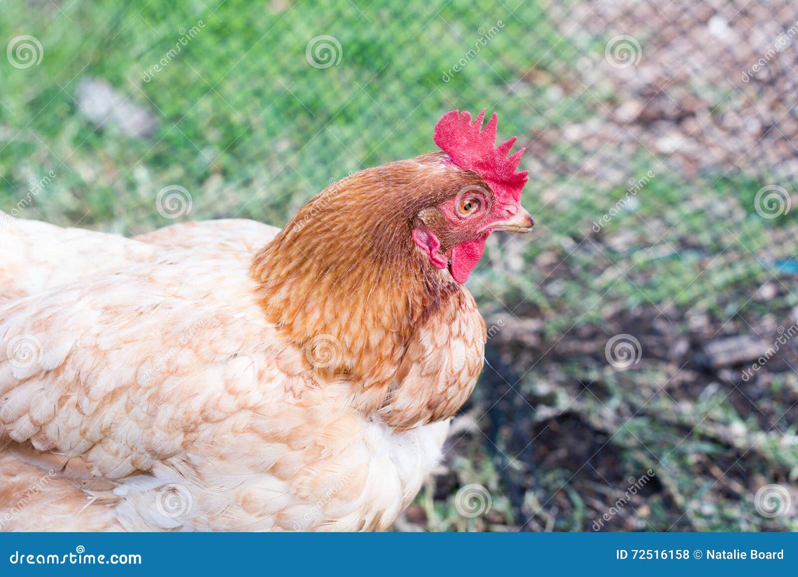 Pollo de Rhode Island Red foto de archivo. Imagen de sostenible - 72516158
