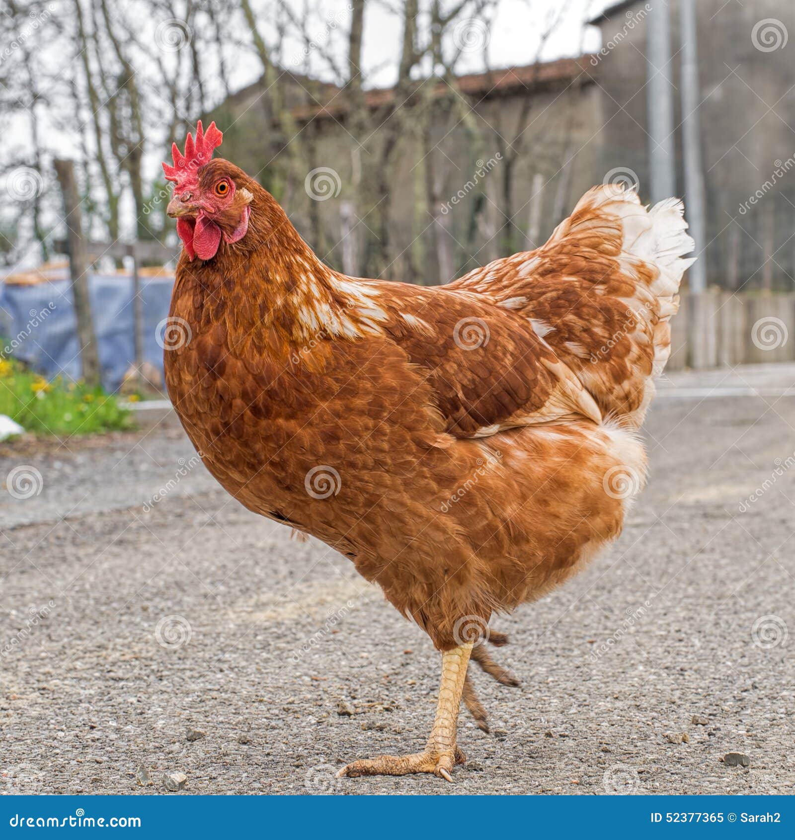 Pollo De Rhode Island Red, Al Aire Libre, Gama Libre Imagen de archivo ...