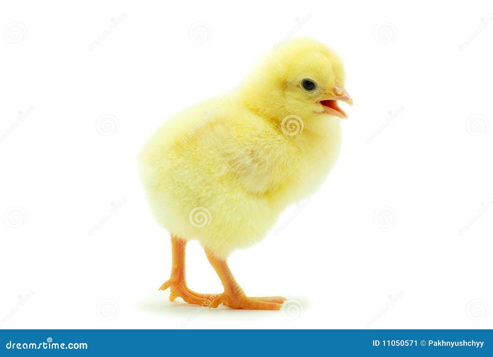 Pollo del bebé imagen de archivo. Imagen de estudio, criatura - 11050571